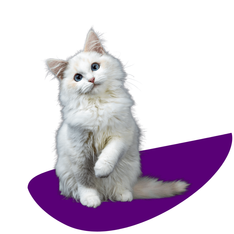 Sick Pet Appointments In American Fork UT Country View Veterinary sick-pet-appointments-in-american-fork-ut-country-view-veterinary